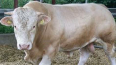 Pin by Jim Durham on German #5 Cattle Breeds | Cattle breeds, Breeds ...