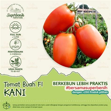 Jual 15 Biji Benih Tomat Buah Kani F1 Buah Besar Daging Tebal Di