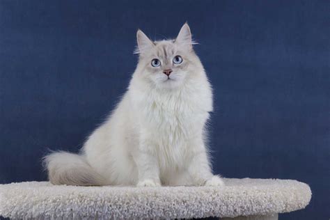 Ingrid Snow Symphony Snow Symphony