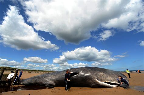 Exploding Whale Tale Drives Home Councils Stay At Home Message