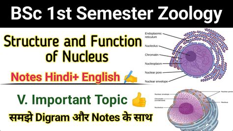Structure And Function Of Nucleus In Eukaryotes Bsc 1st Semester