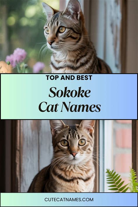 100 Cat Names So Unique Youll Want To Adopt Another Feline