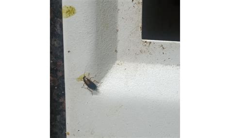 Rat Faeces Cockroach Infestation Found In Nalsar University Canteen