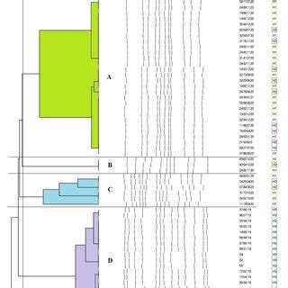 Dendrogram Illustrating The Genetic Similarity Of K Pneumoniae Strains