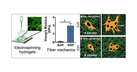 Engineered Fibrous Networks To Investigate The Influence Of Fiber