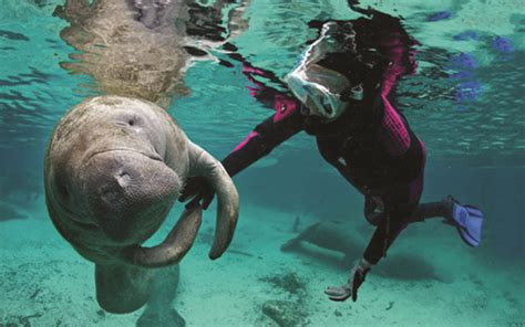 ძროხების მწყემსი კვირის პალიტრა