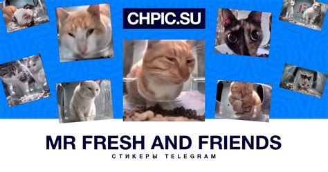 Видео стикеры телеграм Mr Fresh And Friends