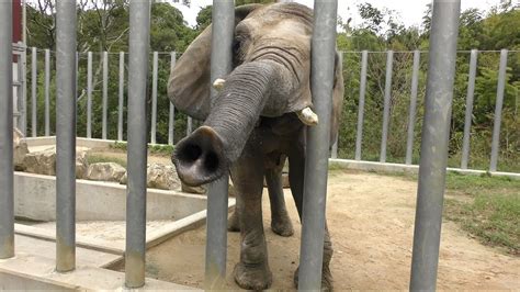 アフリカゾウしろとり動物園香川県african Elephantshirotori Zookagawajapan Youtube