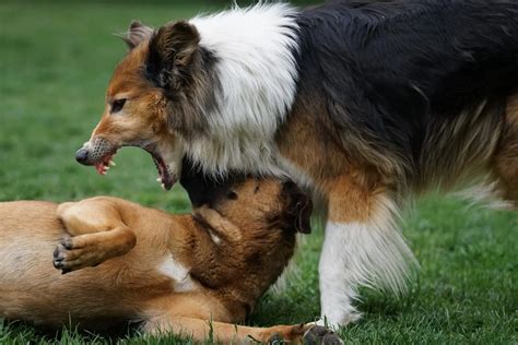 Si Un Perro Muerde A Otro Perro Delitos Responsabilidades Y Seguros