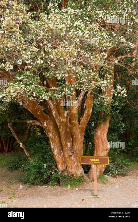 Arbol De Arrayan En Mexico