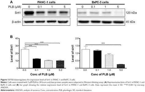 Plumbagin Induces Cell Cycle Arrest And Autophagy And Suppresses Epith