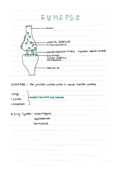 Nervous System Notes Science Biology Life Science Biology
