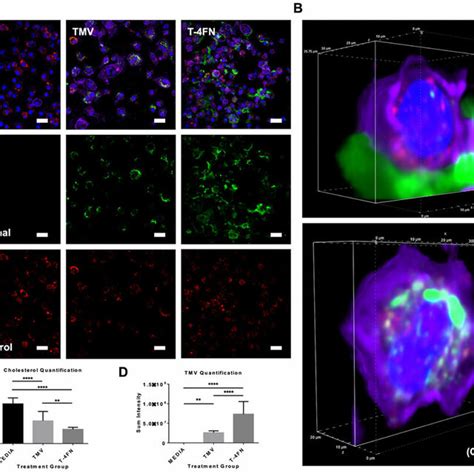 A And B Cholesterol Efflux Measured By Confocal Fluorescence