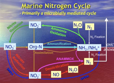 7 Nitrogen And Redox Flashcards Quizlet