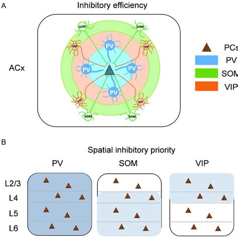 Summary Diagram Of Microcircuit Characteristics For Different Subtypes Download Scientific