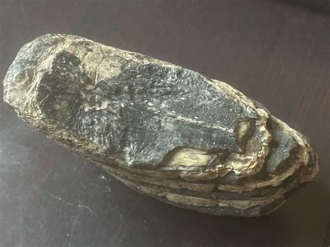 Any Help Identifying This Fossil Details In The Body R Fossilid