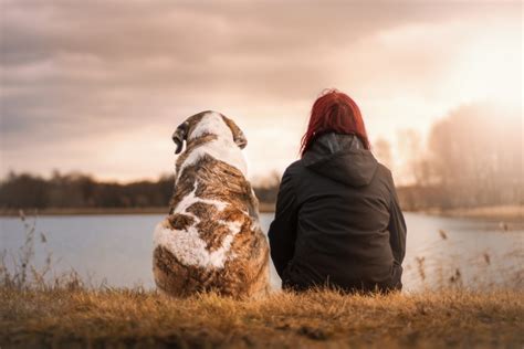Pet Boarding Vs Pet Sitting Which Is Better For You And Your Pet