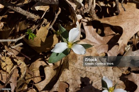 산림 숲에서 자연적으로 자라는 한 개의 피는 눈 트 릴리 움 꽃의 클로즈업 보기 0명에 대한 스톡 사진 및 기타 이미지 0명