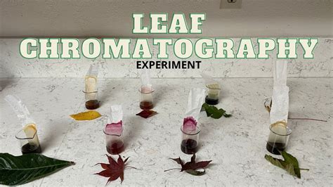 Leaf Pigment Chromatography Lab Answers At Buddy Franzen Blog