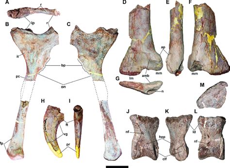 Appendicular Skeleton Of The New Taxon Right Ischium Nrru F01020019 Download Scientific