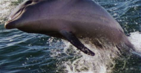 Whales And Dolphins At Play A Great Lift Thatll Make Your Day