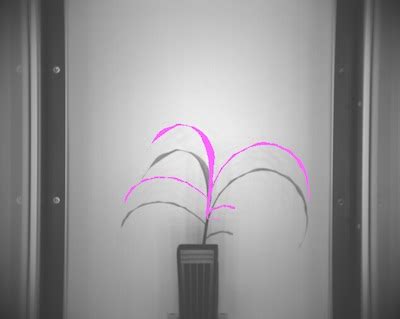 Crop And Position Mask PlantCV