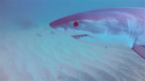 Shark Inflicts Jump Scare On Kayaker As Camera Footage Reveals Close
