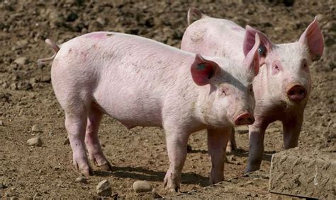 Peste Suina Africana Per Lue Cè Pericolo Anche In Basilicata In