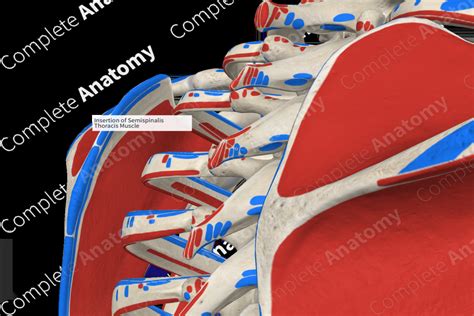 Insertion Of Semispinalis Thoracis Muscle Complete Anatomy