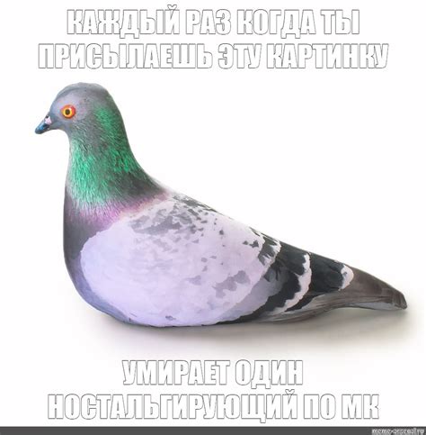 Создать мем "голубь для детей, мнушка голубь сизый, игрушка антистресс ...