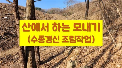 산에서 하는 모내기 수종갱신 조림작업 산림경영 Youtube