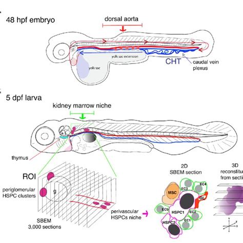 Visualizing Hematopoietic Stem Cells In Their Developmental Niches A