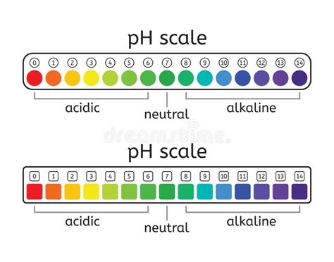 Conjunto De Escala Vectorial Ph De Gráfico De Valores ácido Neutro Y