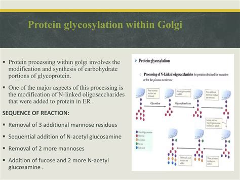 Golgi Apparatus Ppt Introduction Structure And Function Pptx