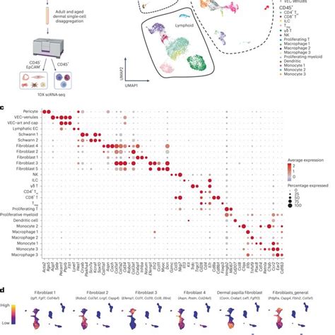Dermal Cell Characterization By X ScRNA Seq A Workflow Used To Download Scientific Diagram