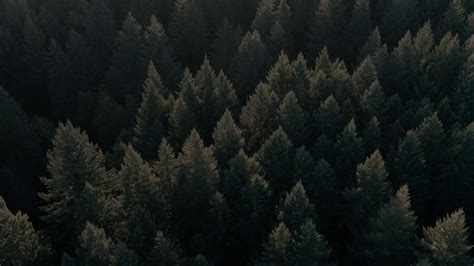 Świnia Cały Film Obejrzyj Online Vider