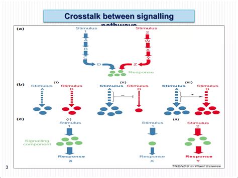 Cross Talk Between Signalling Pathway Ppt