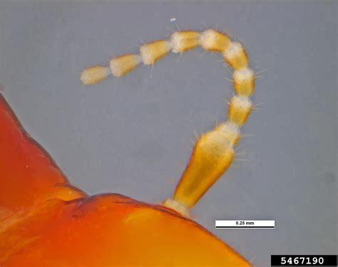 Western Drywood Termite Incisitermes Minor