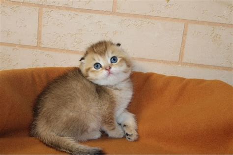 Mushuk Va Mushukchalar Скоттиш фолд золотая шиншилла Продаётся шикарная девочка Скоттиш фолд