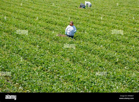 Mexican Immigrant Farm Workers Mostly Undocumented Illegals Work In