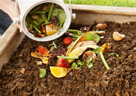 Compostaje Tipos De Compost Que Existen Y Sus Diferencias