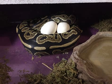 1st Maternal Incubation Ball Pythons Morphmarket Reptile Community