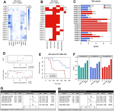 Construction And Experimental Validation Of A B Cell Related Gene