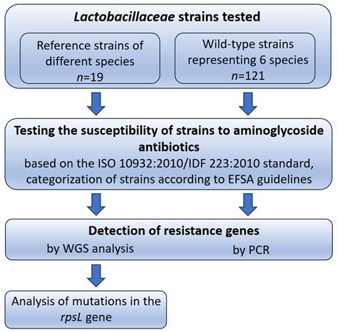 Susceptibility Of Lactobacillaceae Strains To Aminoglycoside