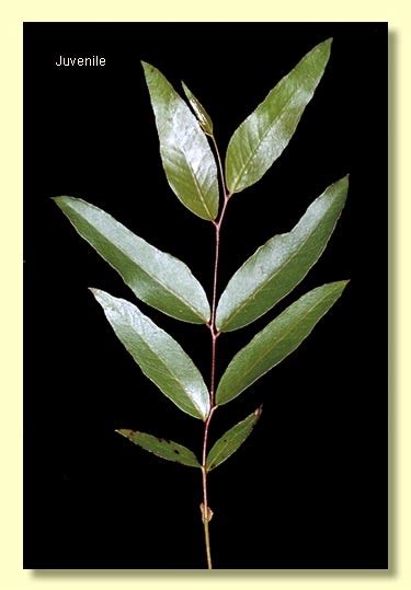 Eucalyptus Muelleriana