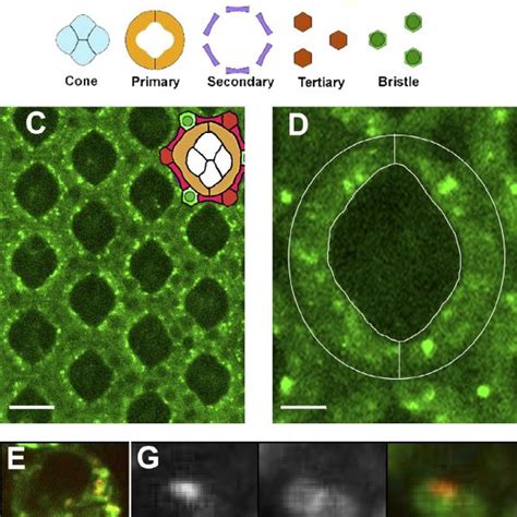 Cd Protein Localization A A Cross Section Sche Matic Of One