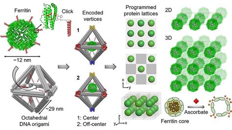 Putting Functional Proteins In Their Place Columbia Engineering