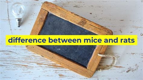 Difference Between Mice And Rats Sinaumedia