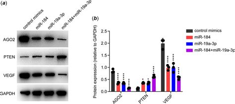 Effects Of Mir 184 And Mir 19a 3p On Ago2ptenvegf Signalling Pathway
