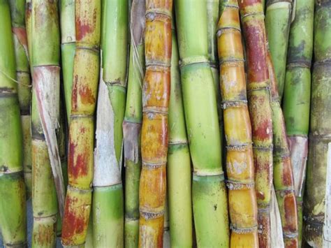 Cabinet Approves ₹3500 Cr Subsidy For Sugarcane Farmers The Agrotech